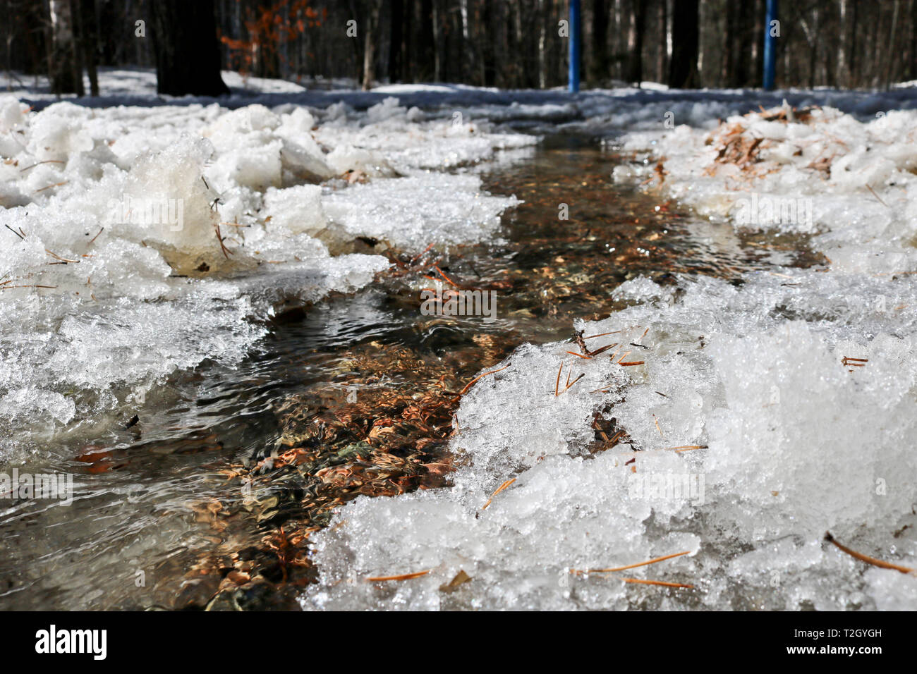 Spring creek flows in the forest amid melting snow Stock Photo - Alamy