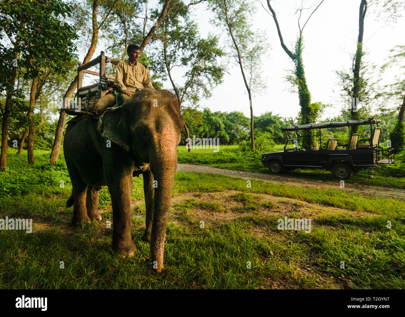 Rhino and tiger safari nepal hi-res stock photography and images - Alamy