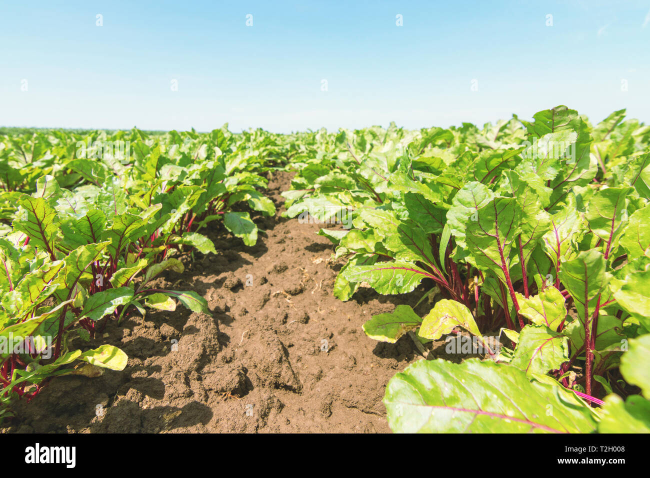 Field of the red beetroot. Young green beetroot plants Stock Photo - Alamy