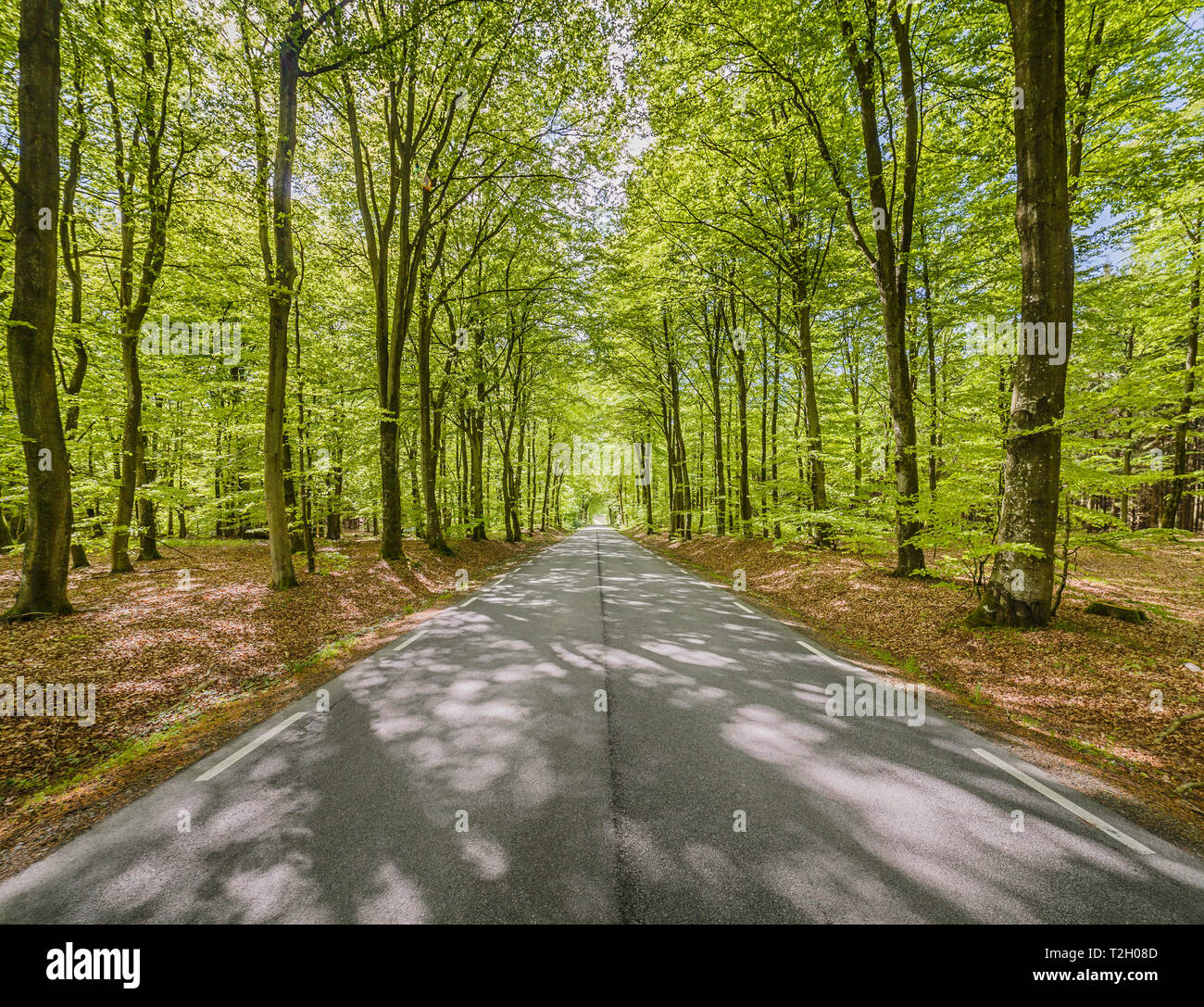 Empty forest road landscape hi-res stock photography and images - Alamy