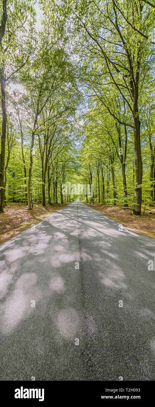 Empty forest road in spring hi-res stock photography and images - Alamy