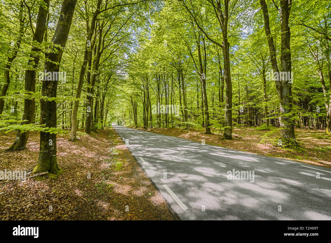 Empty forest road in spring hi-res stock photography and images - Alamy