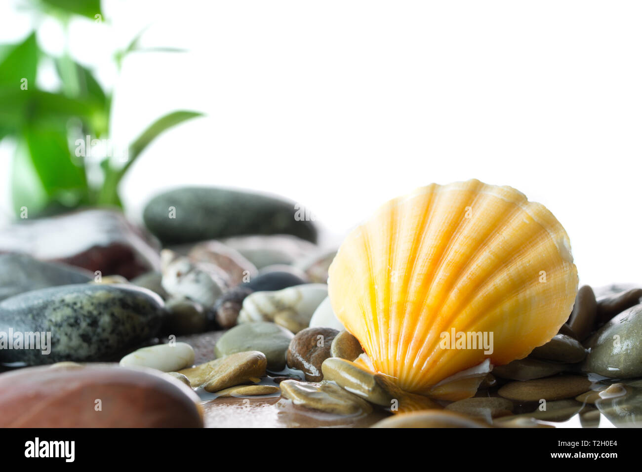 Fan shaped shells hi-res stock photography and images - Alamy