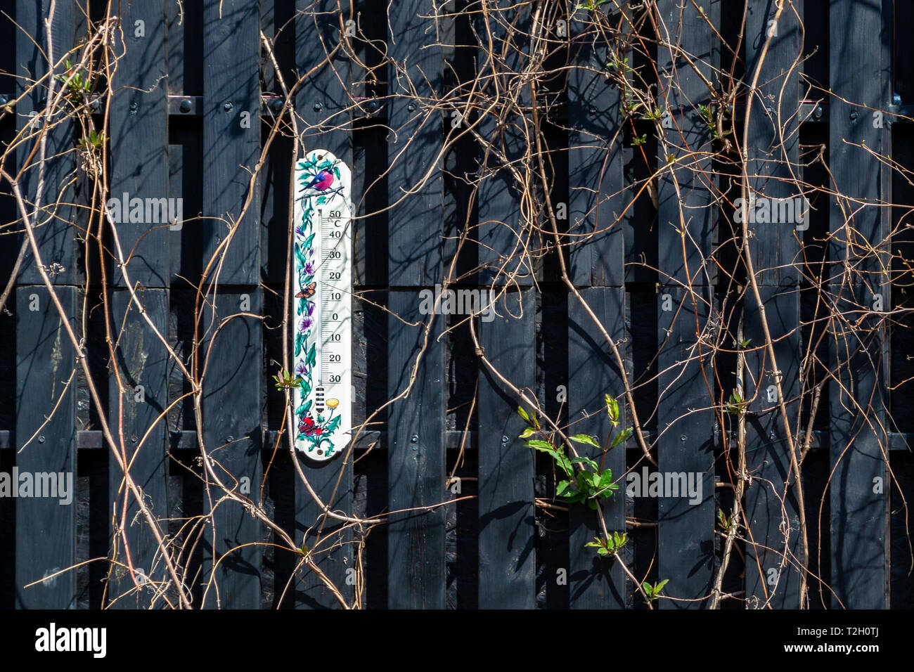 Scandent plant hi-res stock photography and images - Alamy
