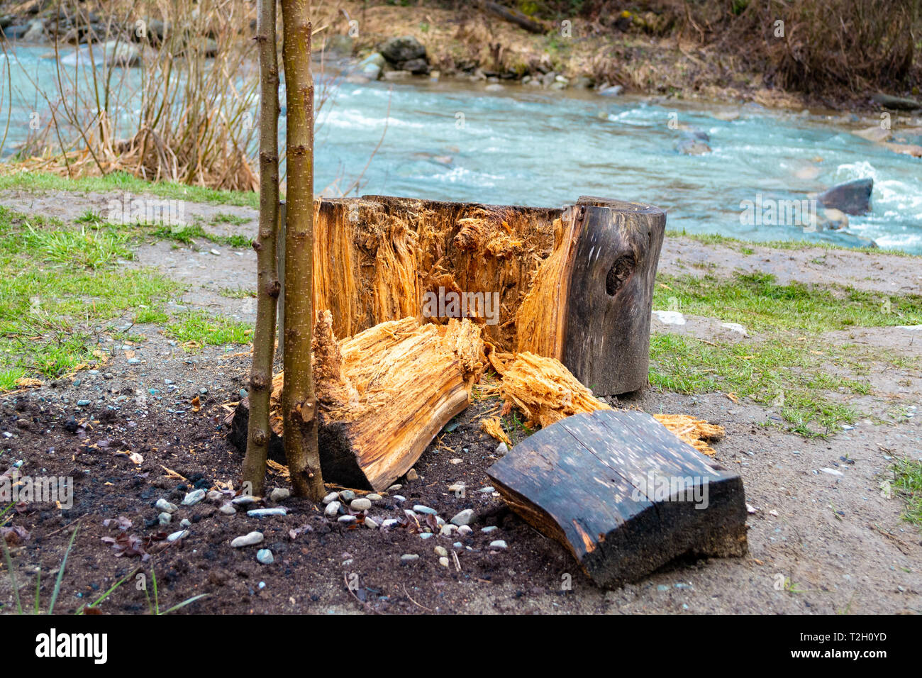 Big chopped off hi-res stock photography and images - Alamy