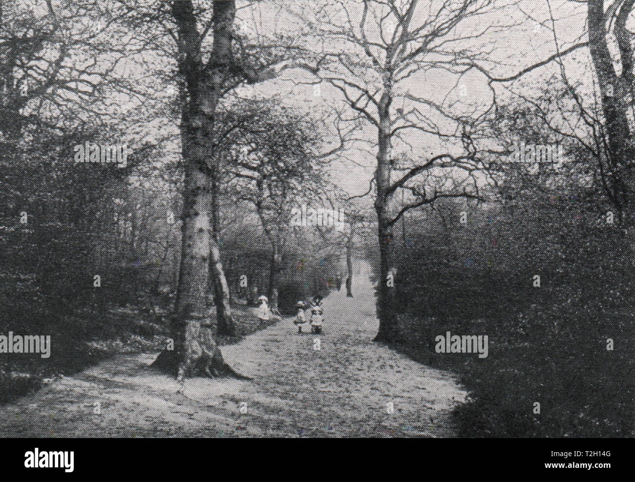 Highgate woods hi-res stock photography and images - Alamy