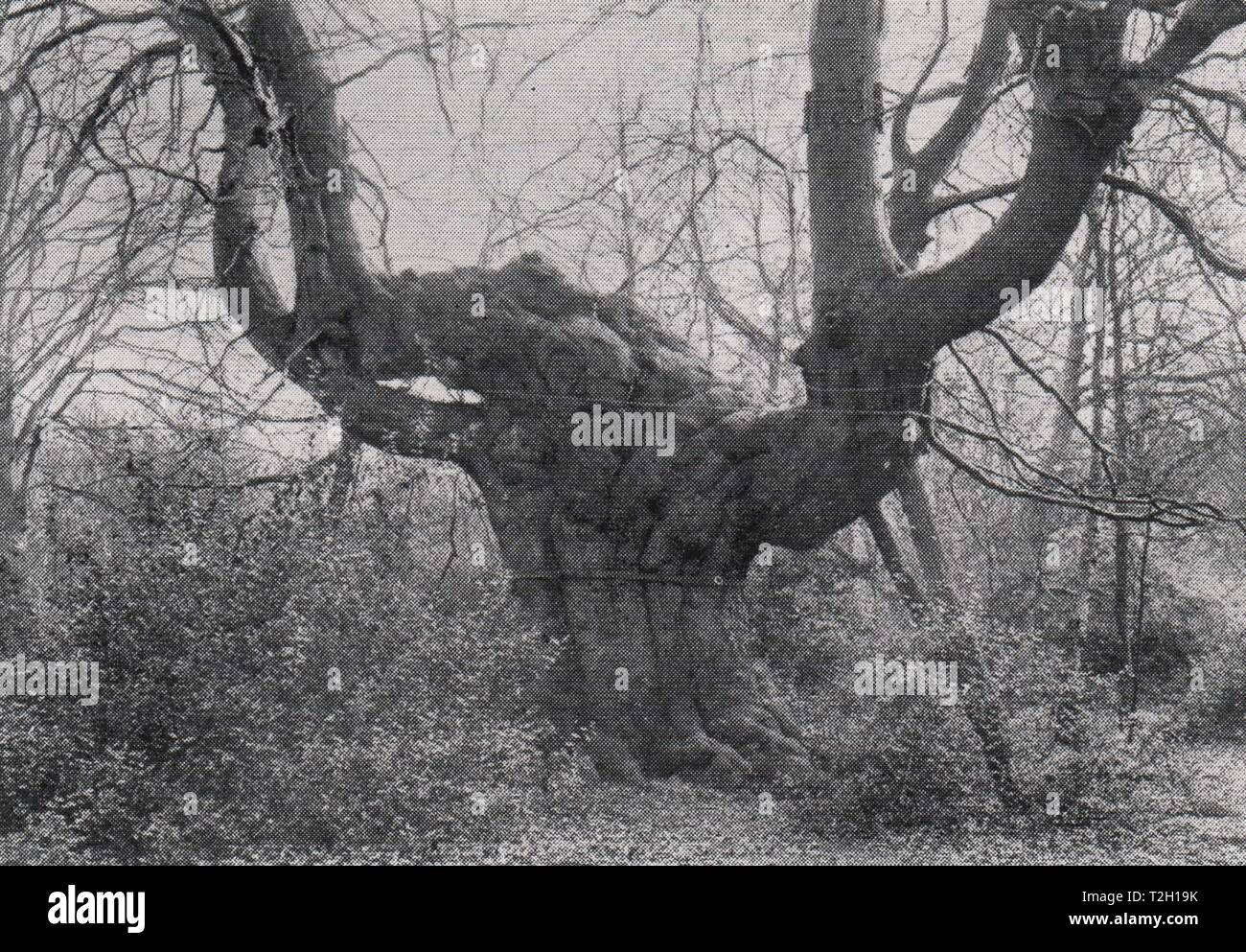 The Elephant Tree, Burnham Beeches Stock Photo - Alamy
