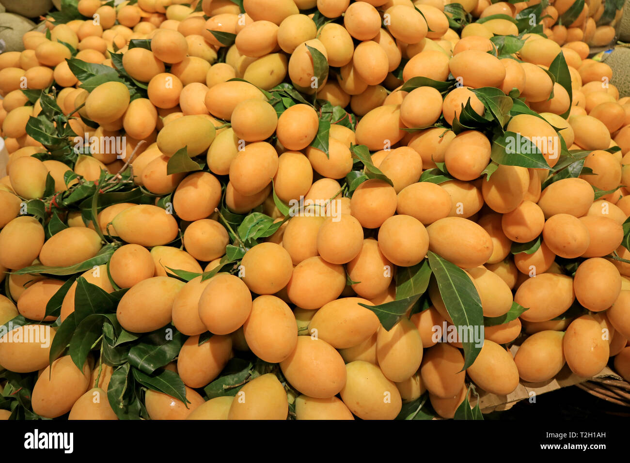 Pile of Fresh Ripe Marian Plum Fruits or Mayongchid in Thai Language ...