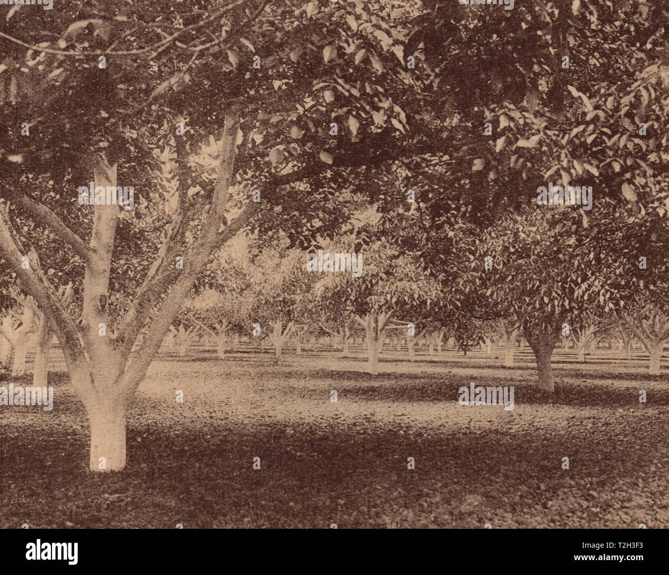 Walnut Grove - Orange County Stock Photo - Alamy