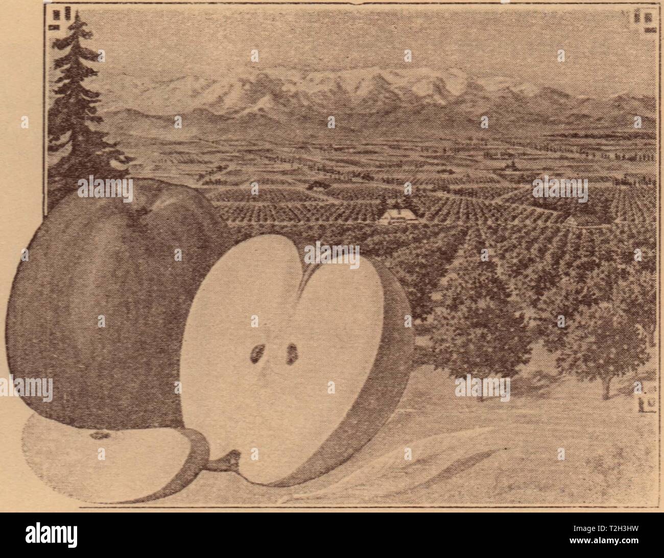 Vintage apple orchard hi-res stock photography and images - Alamy