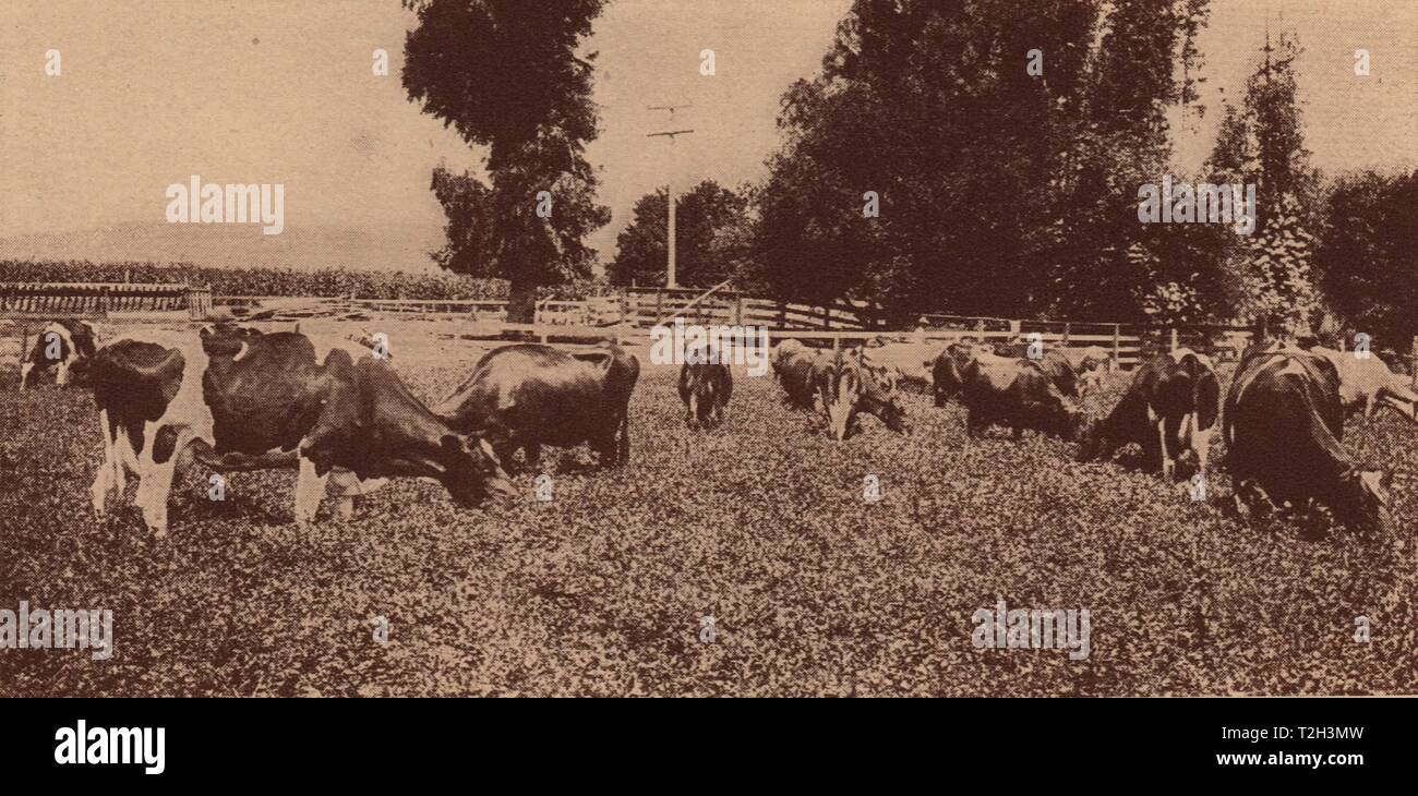 Contented cows hi-res stock photography and images - Alamy