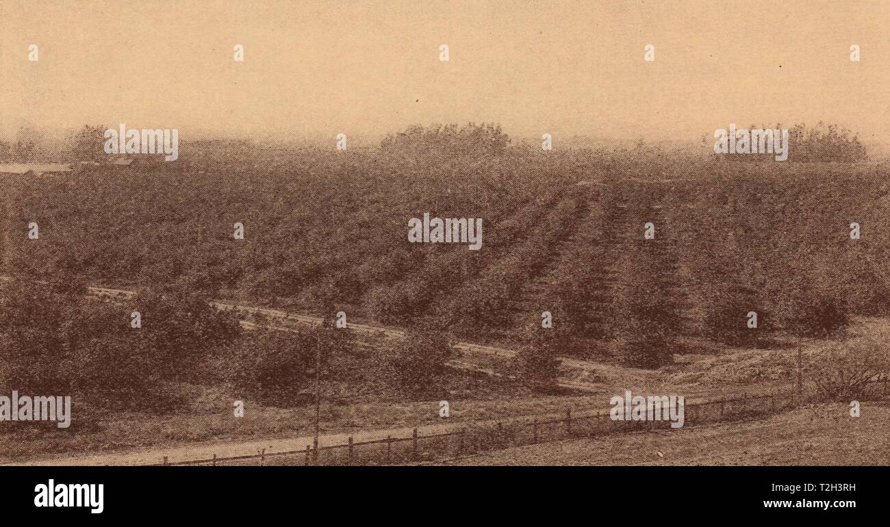 Lemon grove california hi-res stock photography and images - Alamy