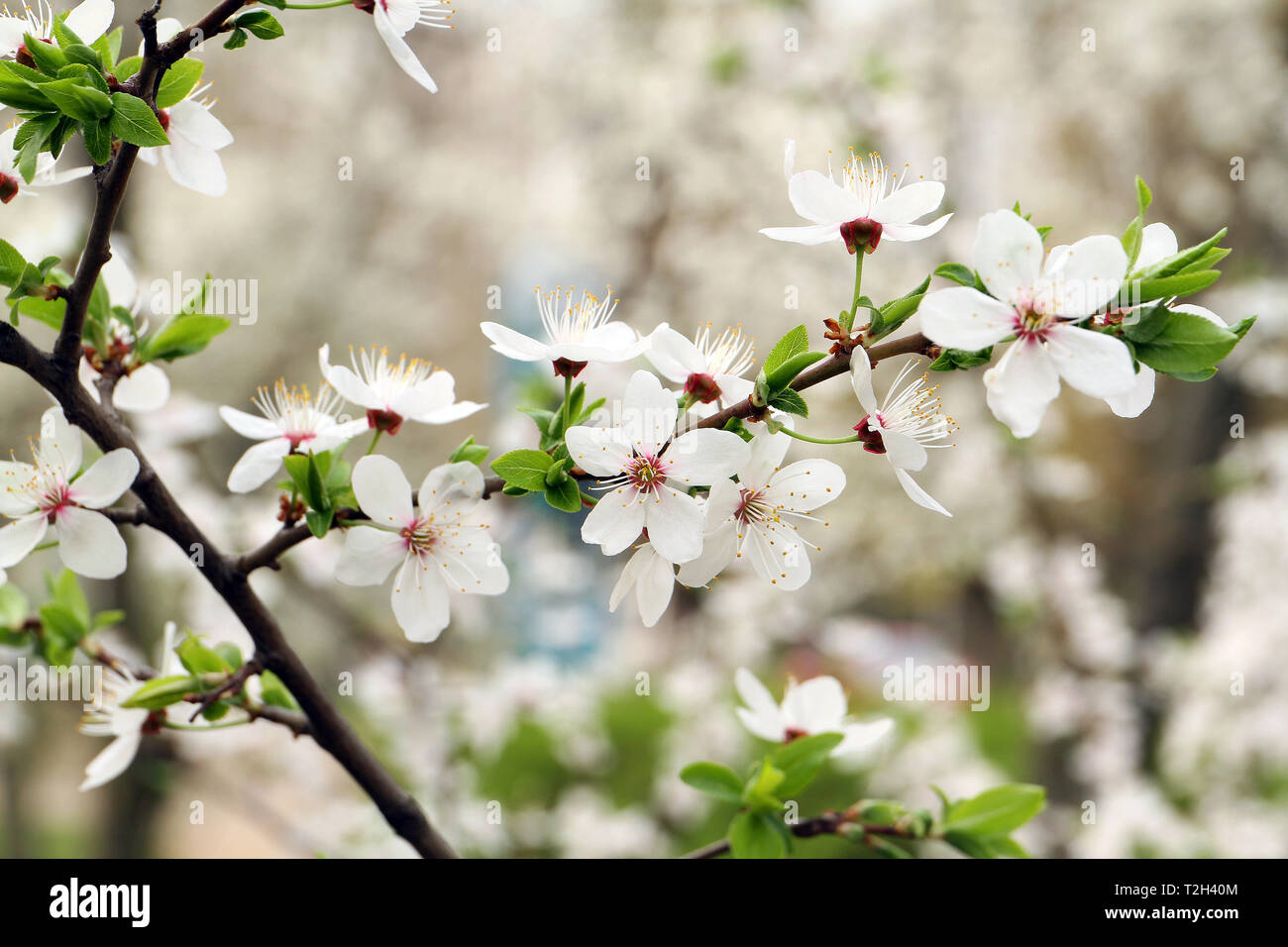 Blooming tree with white flowers Stock Photo - Alamy