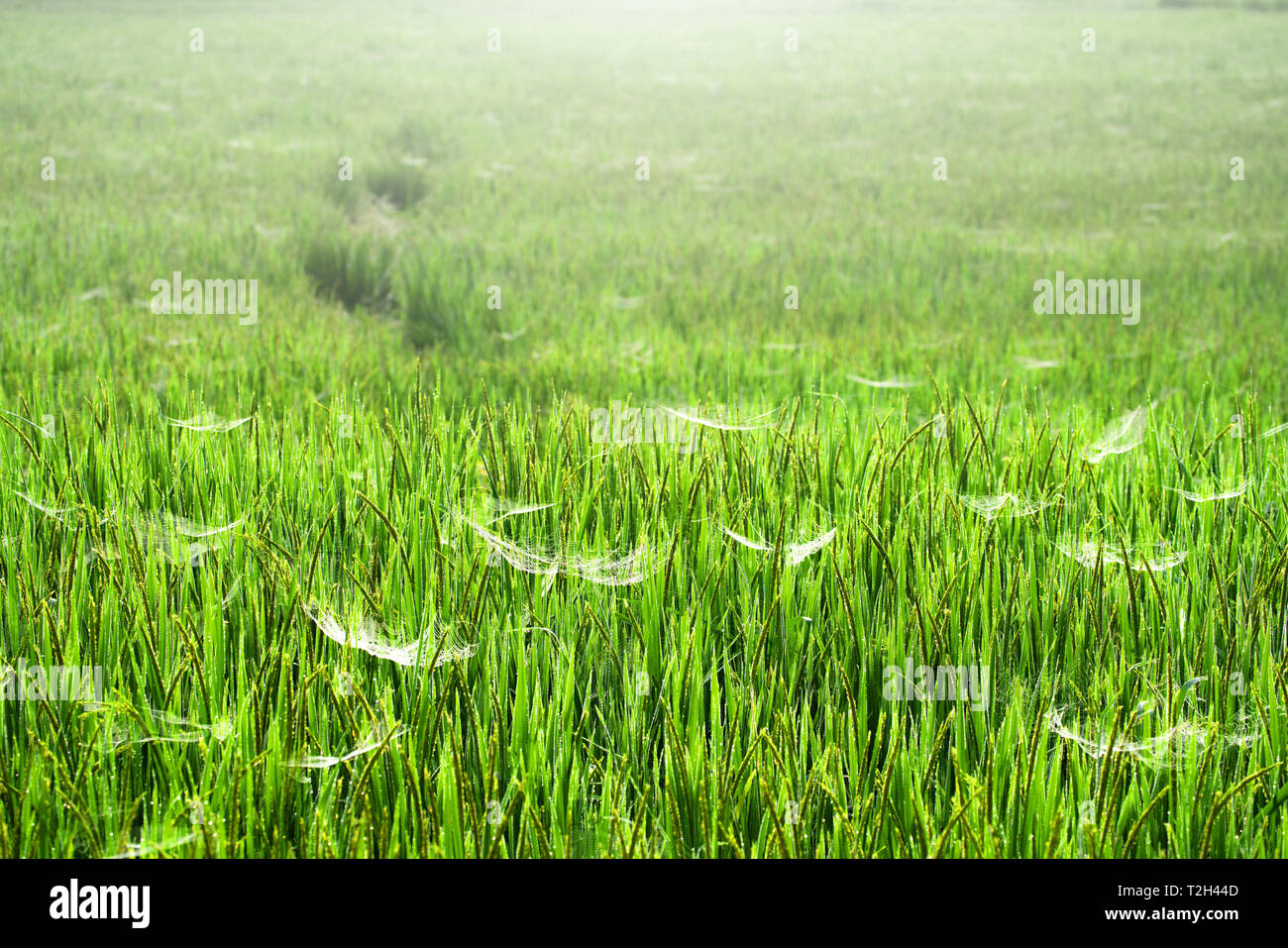 Spider rice field hi-res stock photography and images - Alamy