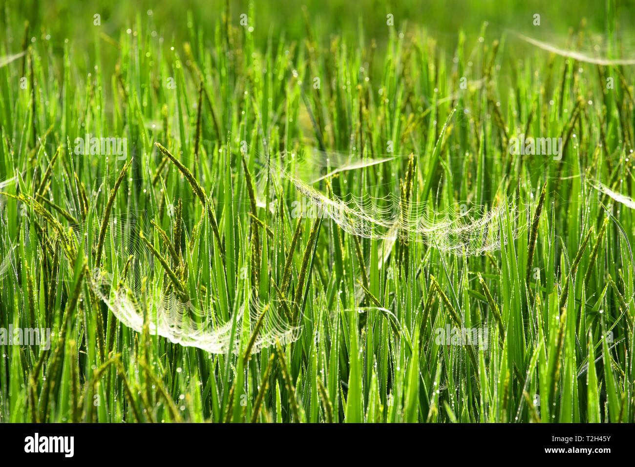 rice field nature sunny with spider web Stock Photo - Alamy