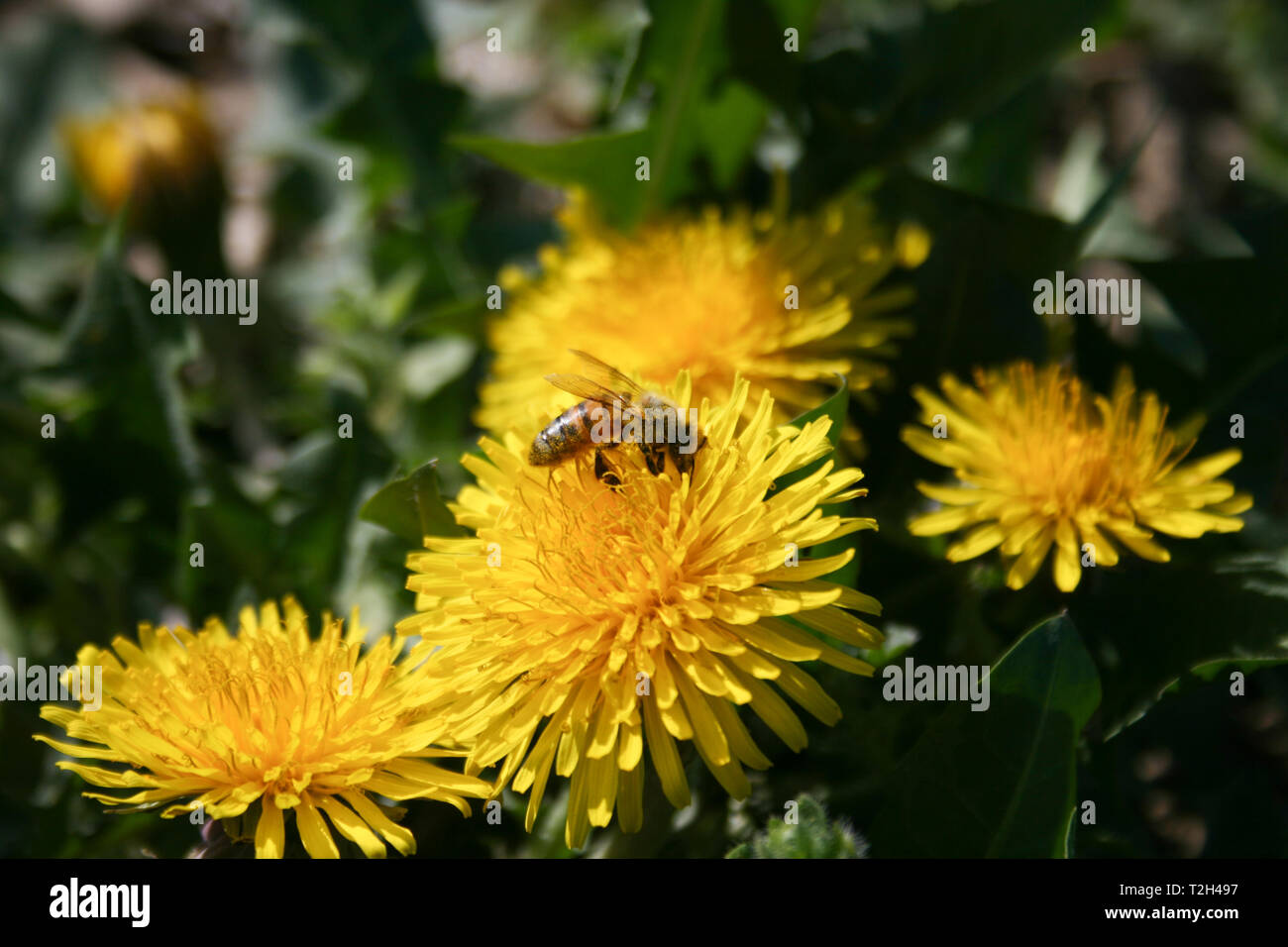 Dandelions banner hi-res stock photography and images - Alamy