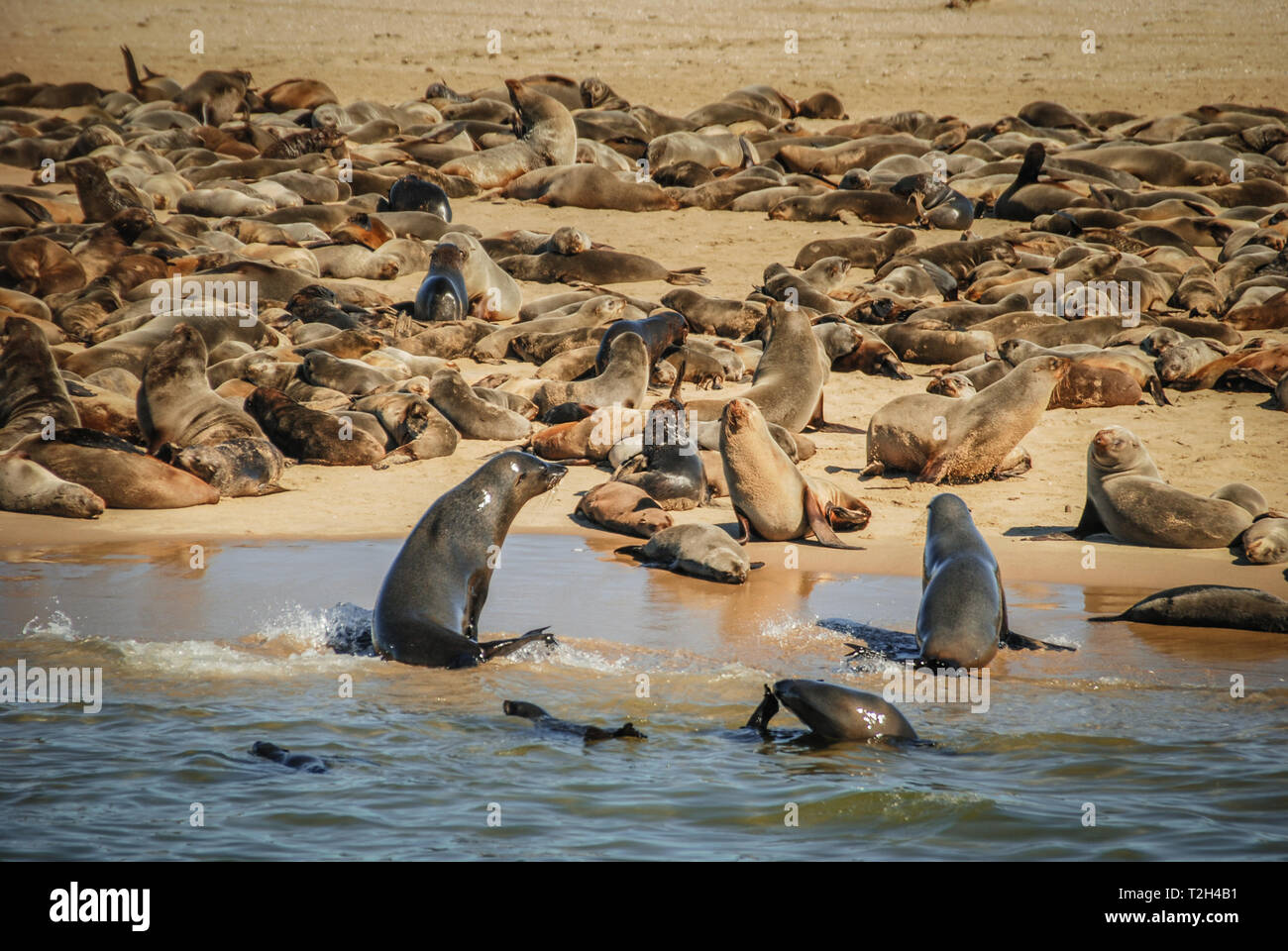 Eared seals in the Atlantic Ocean near Walvis Bay, Namibia, Africa ...