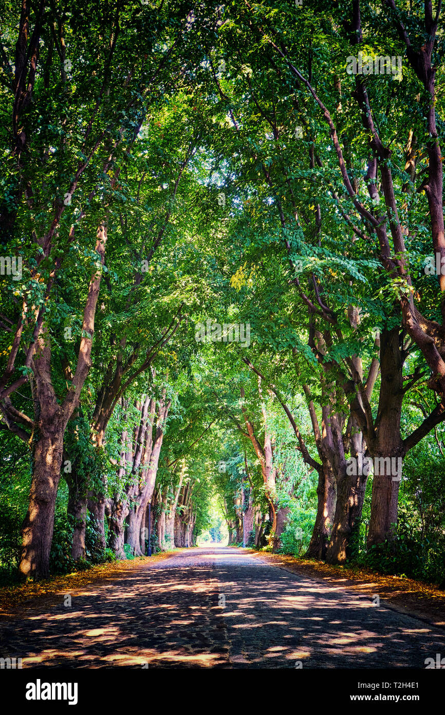 Avenue of old oak trees hi-res stock photography and images - Alamy