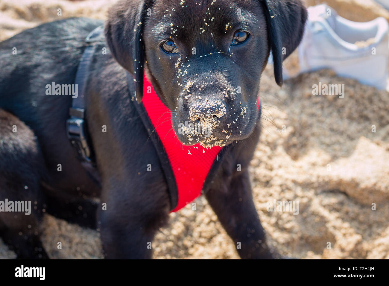Sand nose hi-res stock photography and images - Alamy