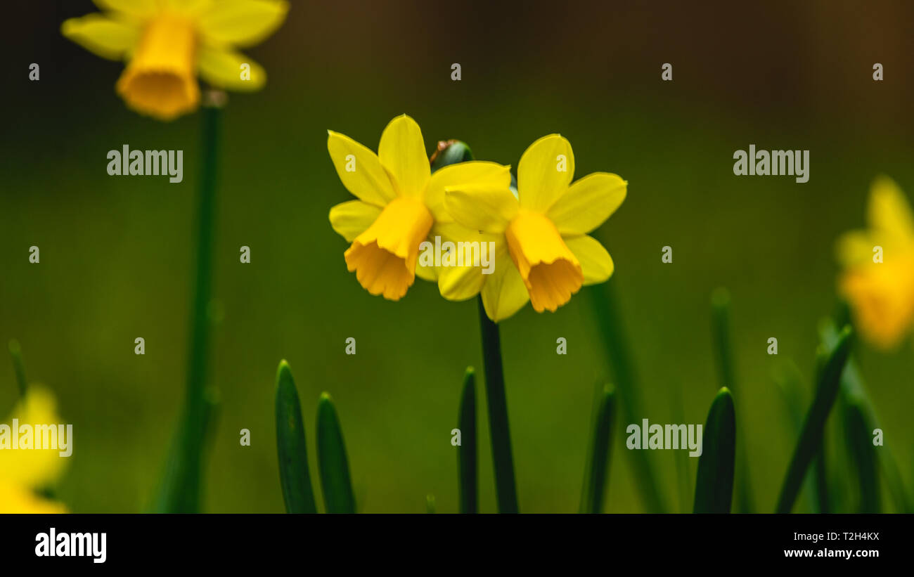 Daffodils in spring, East Devon, South West England, United Kingdom ...