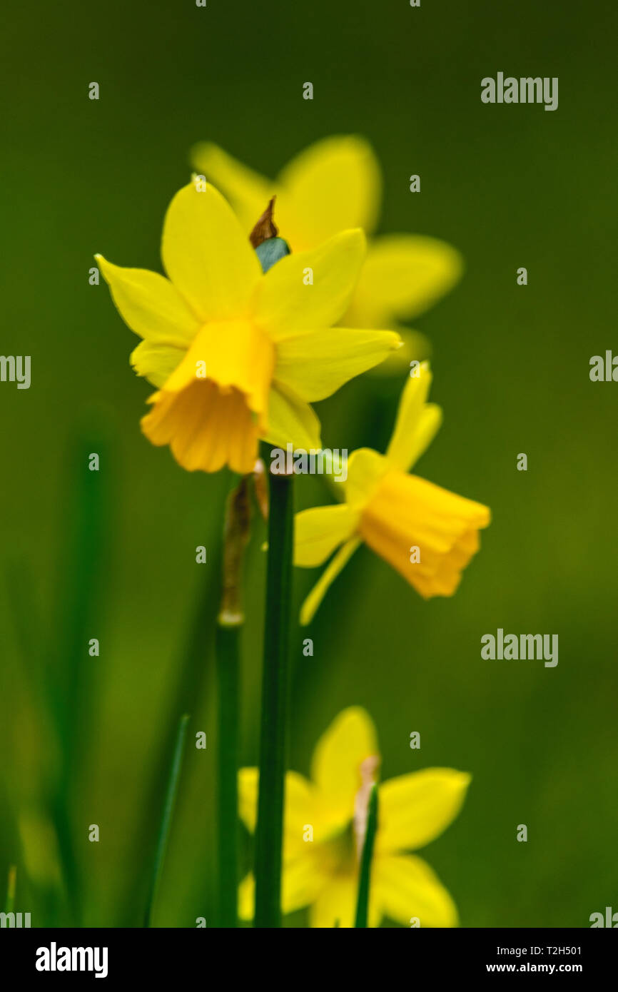 Daffodils in spring, East Devon, South West England, United Kingdom ...