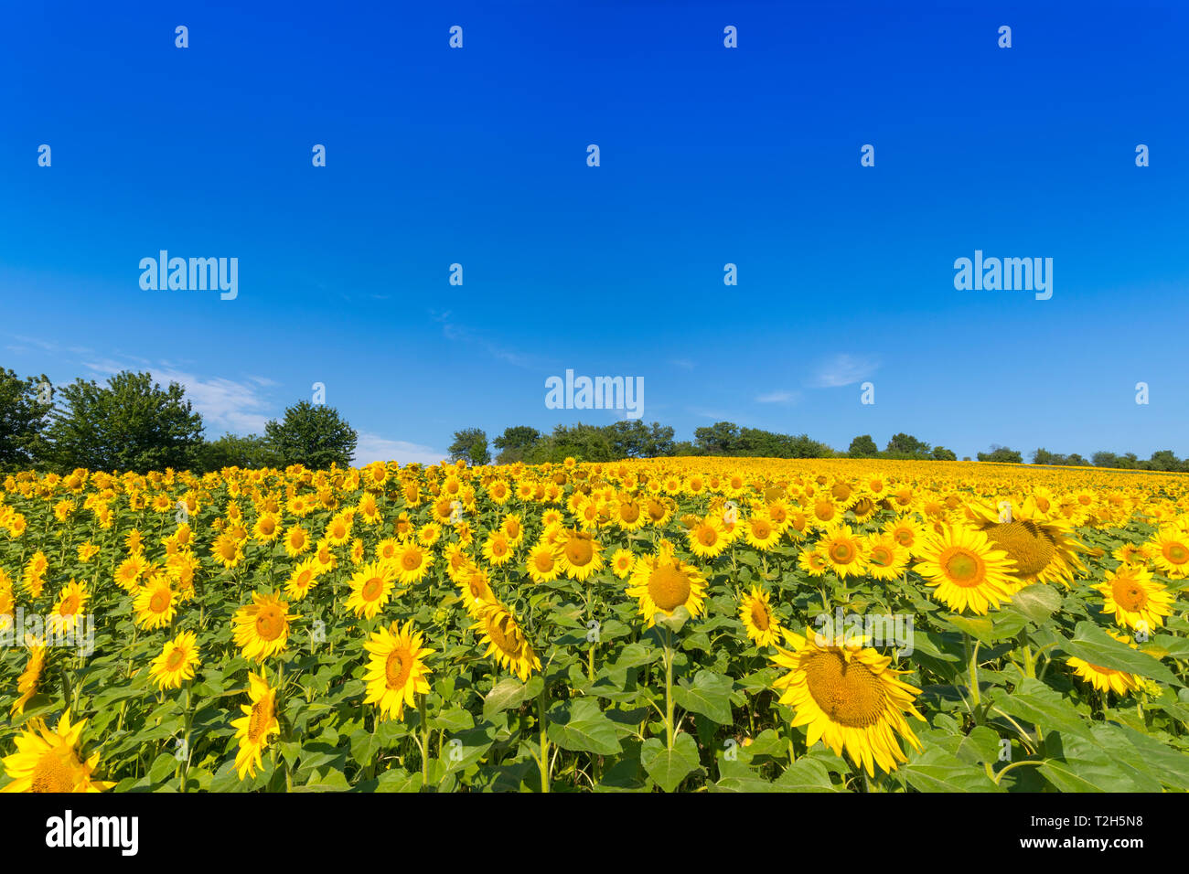 Sunflower field in burgenland hi-res stock photography and images - Alamy