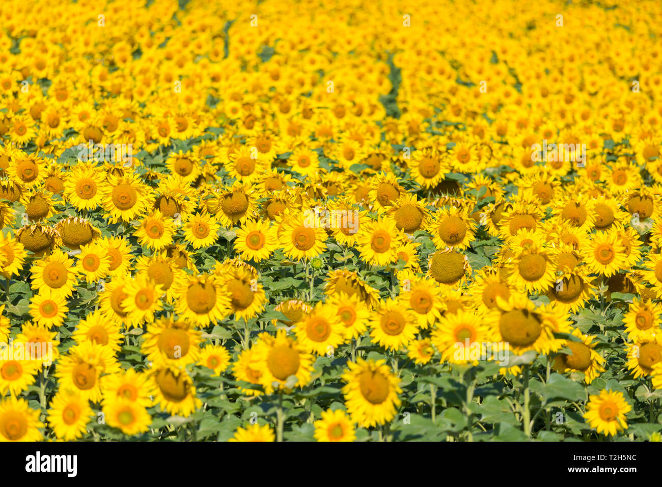 Sunflower field in Burgenland, Austria, Europe Stock Photo - Alamy