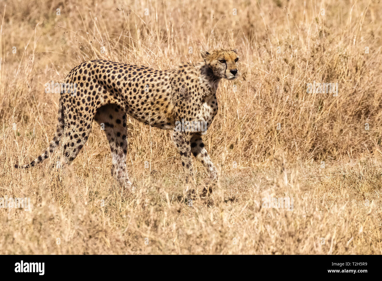 What Are Cheetahs Predators