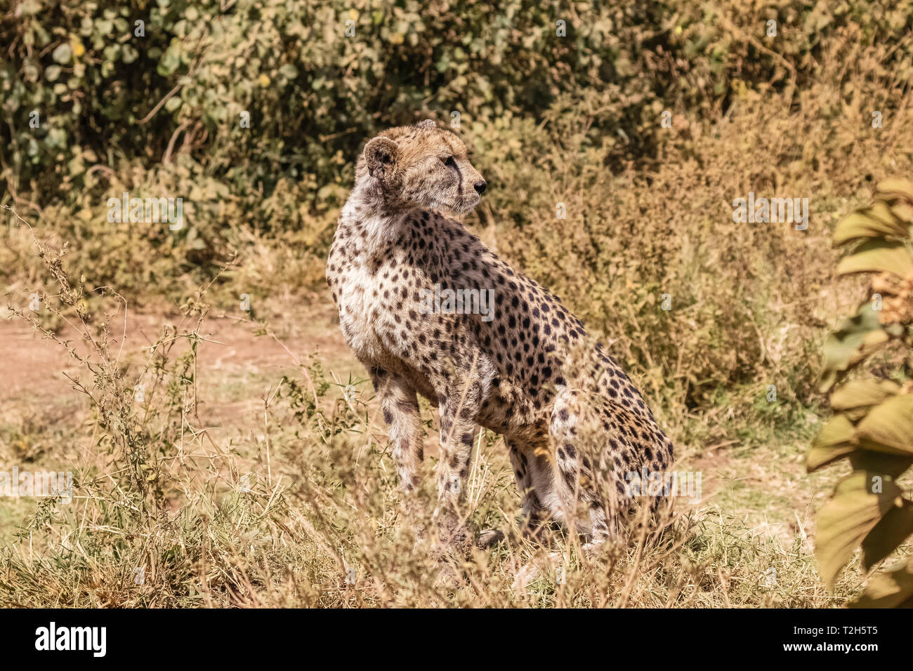 Cheetahs are excellent predators because of their speed. They are very ...