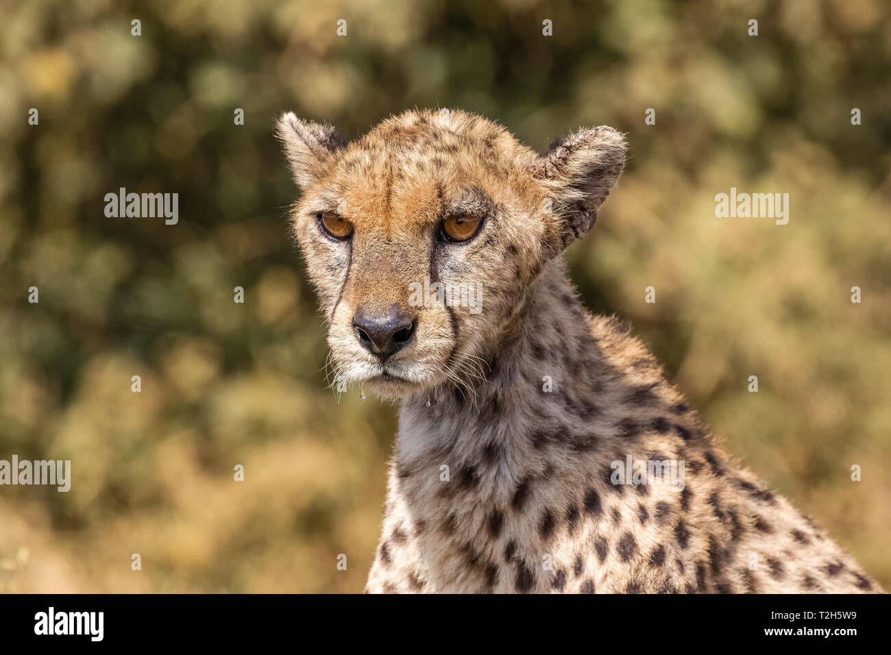 Cheetahs are excellent predators because of their speed. They are very ...