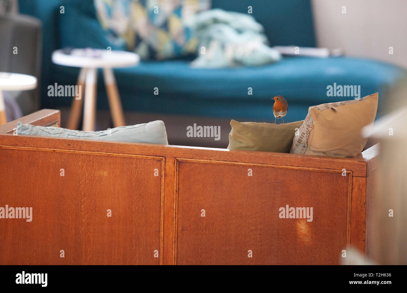 A robin inside a house after flying in through an open window Stock ...
