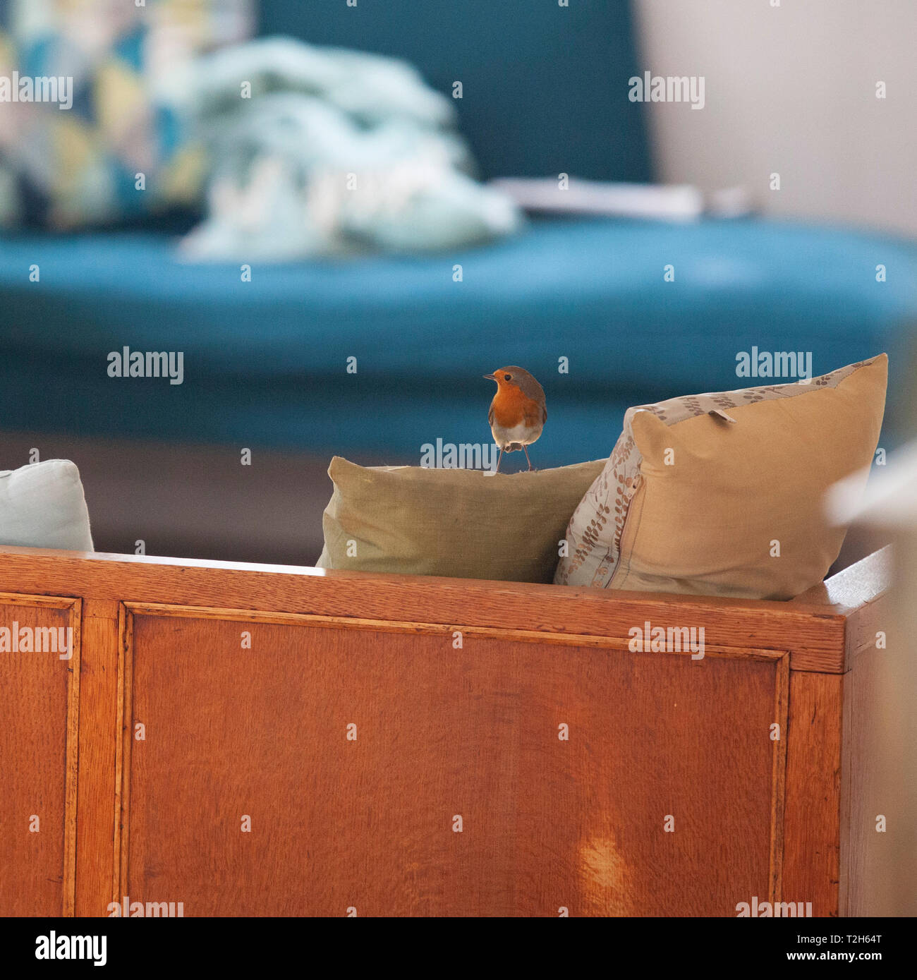 A robin inside a house after flying in through an open window Stock ...