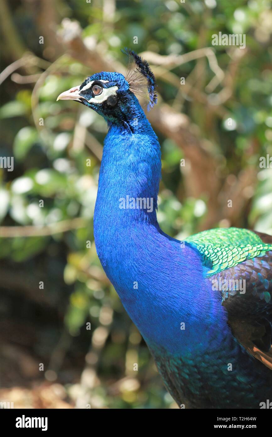 The Indian blue peacock Stock Photo - Alamy