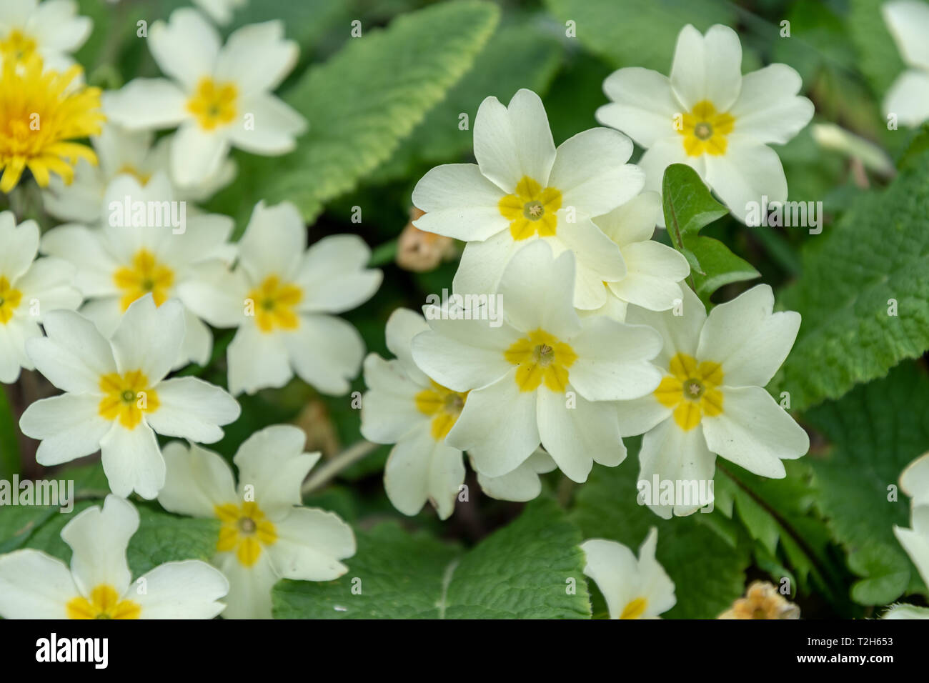 Primroses (Primula vulgaris) flowering amongst grass on a springtime ...