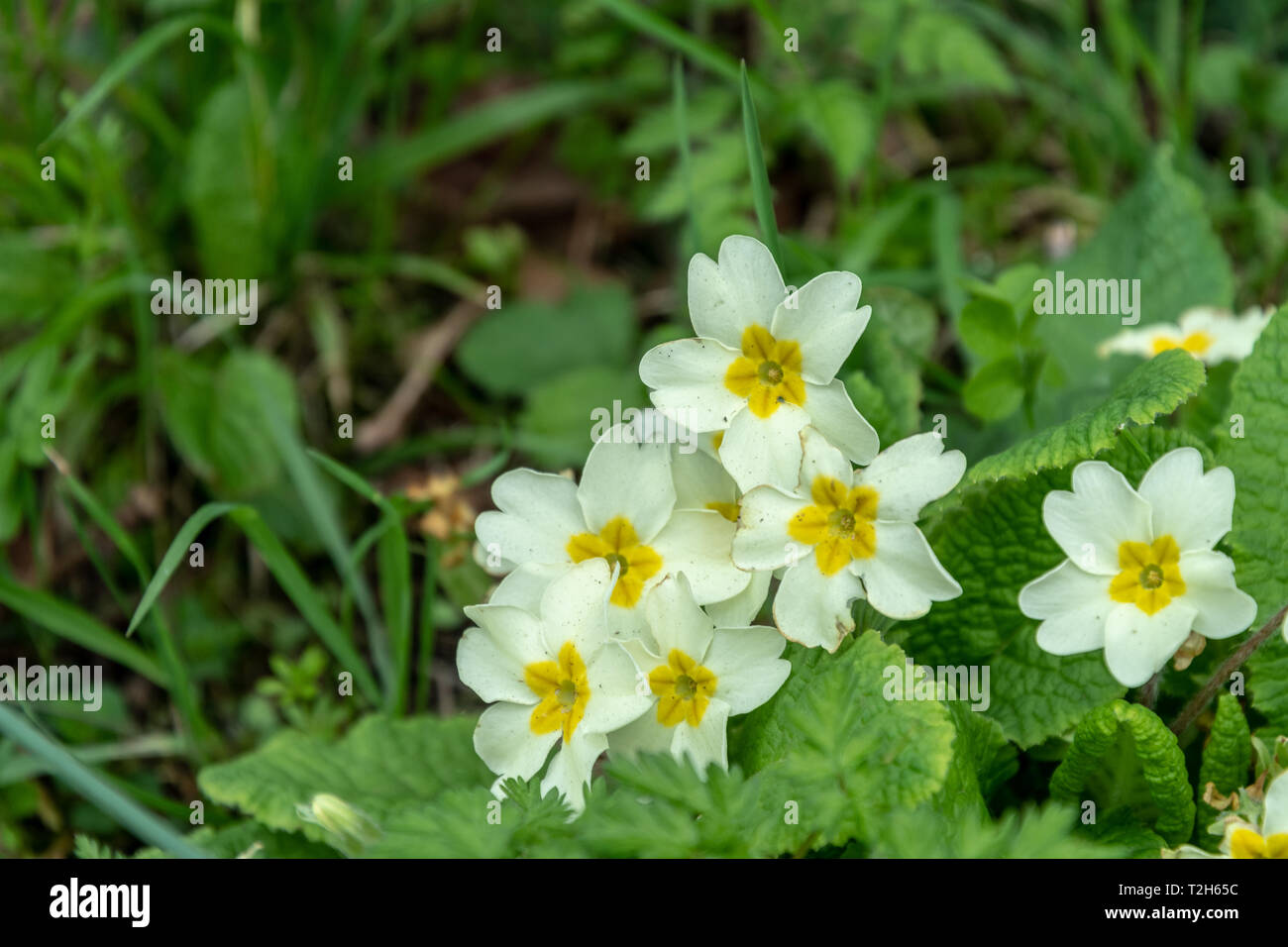 Devon flower hi-res stock photography and images - Alamy