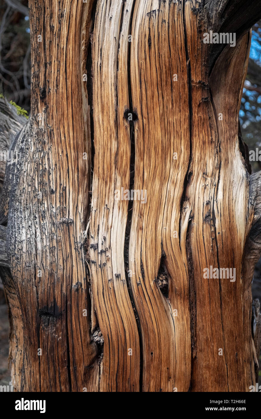 Old illustration juniper tree hi-res stock photography and images - Alamy