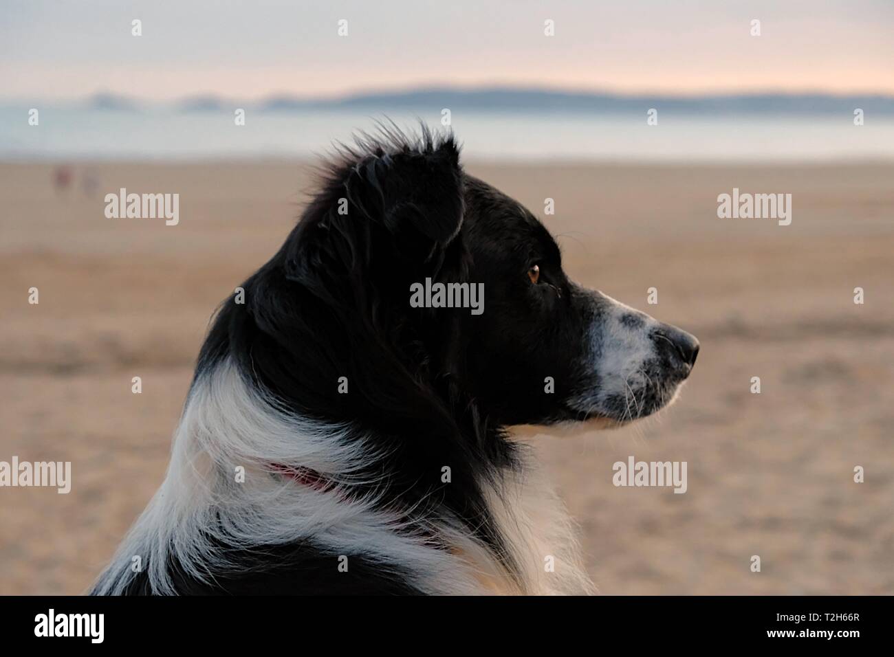 Dog on a beach gazing into distance with ocean background Stock Photo ...