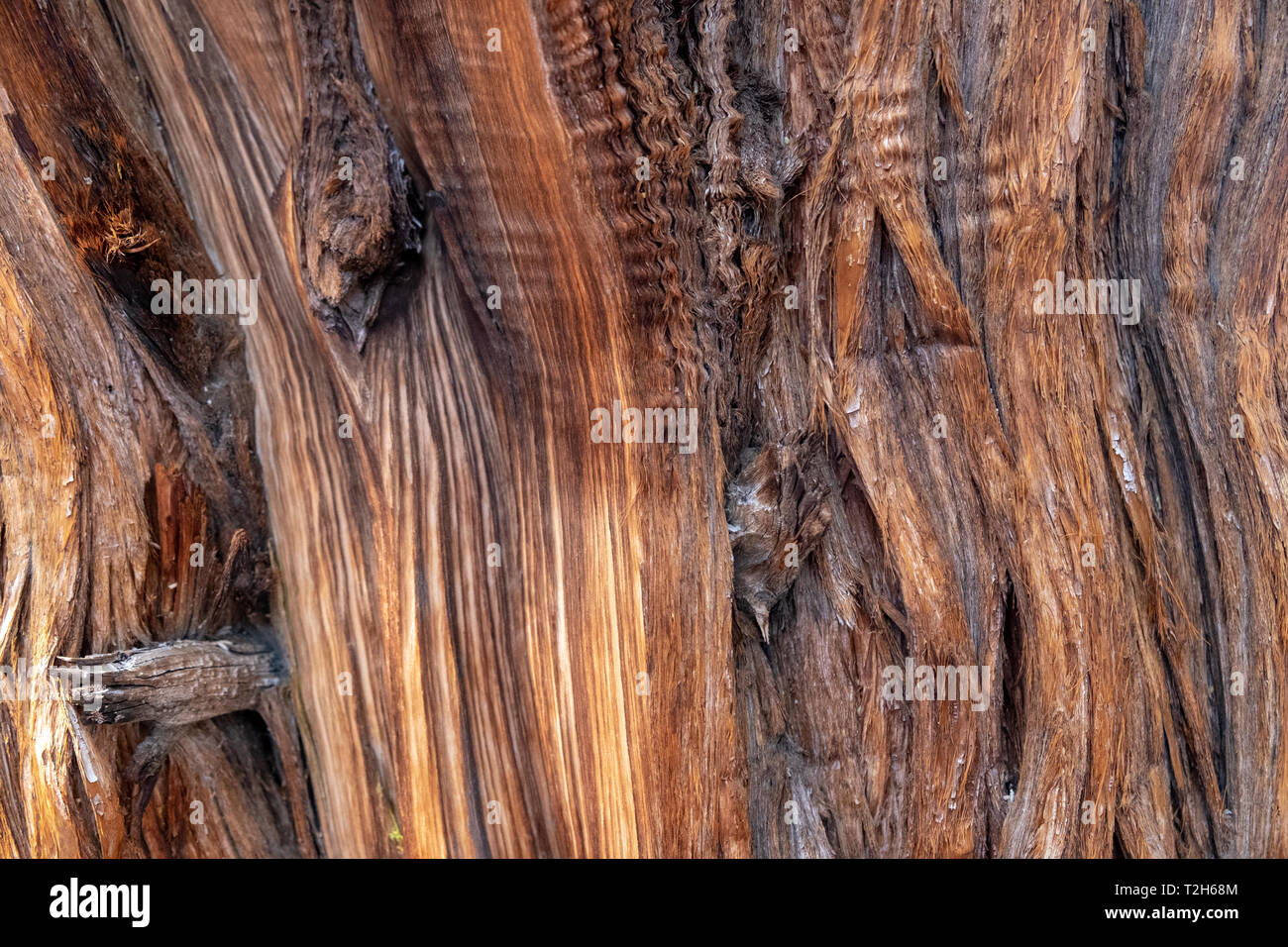Juniper bark texture hi-res stock photography and images - Alamy