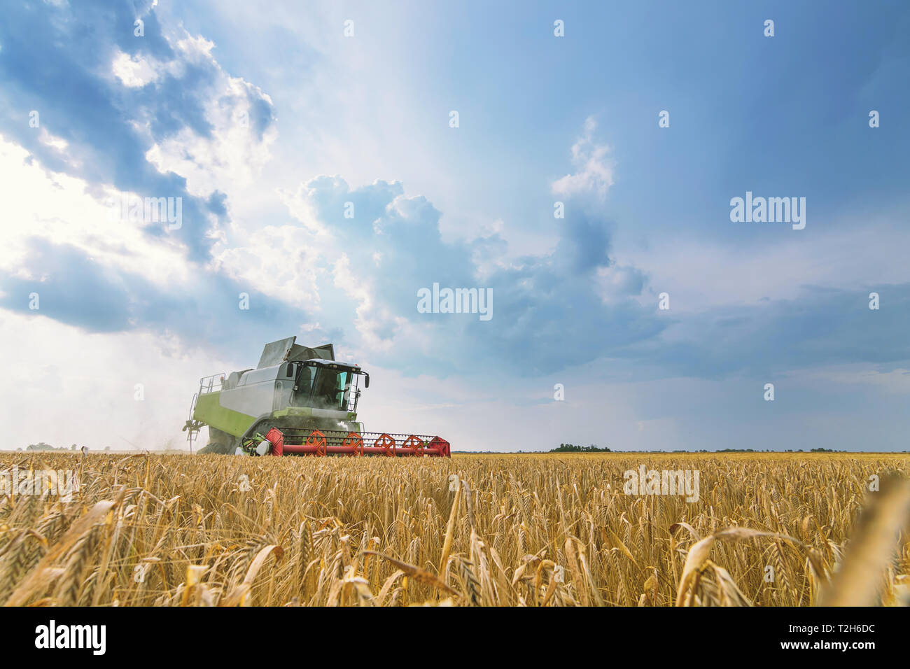Combine harvesting a wheat field. Combine working the field Stock Photo ...