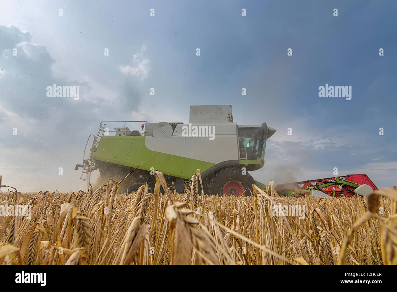 Combine harvesting a wheat field. Combine working the field Stock Photo ...