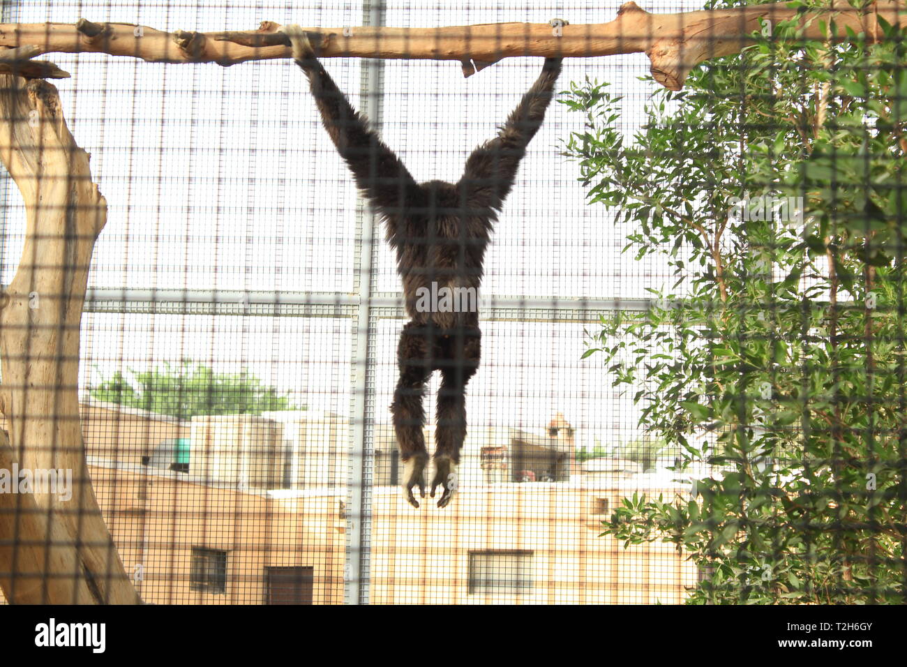 Monkey Hanging from a Branch in a Cage in a Zoo Stock Photo - Alamy