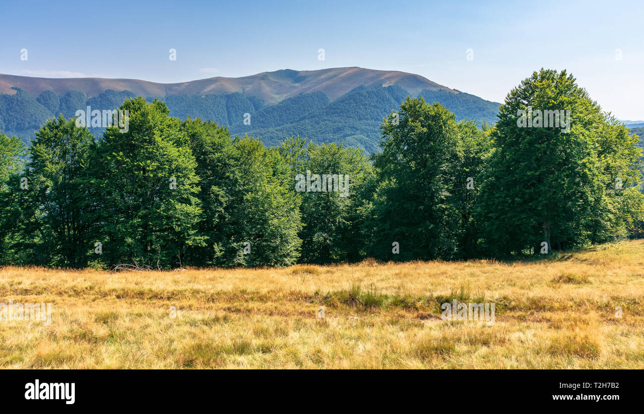 primeval beech forest in mountains. meadows in weathered grass. range ...