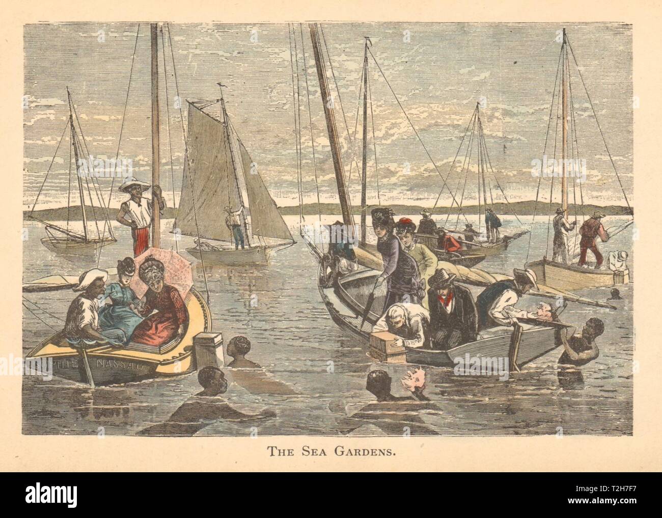 The Sea Gardens, Athol Island, NASSAU, BAHAMAS. Coral conches 1891 old ...