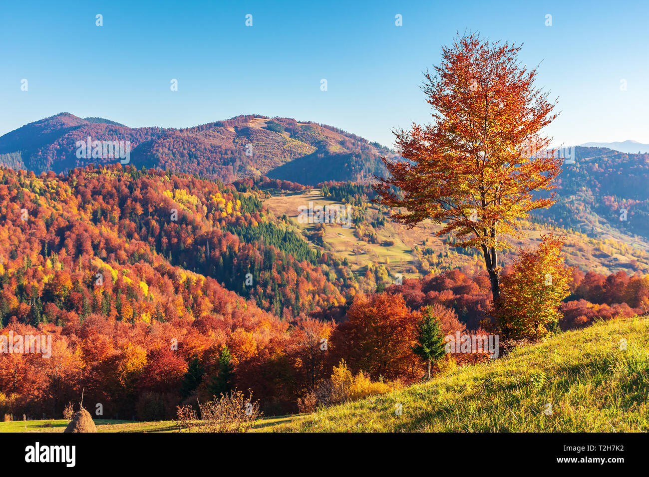 mountainous countryside in autumn. rural fields on grassy hills. trees ...