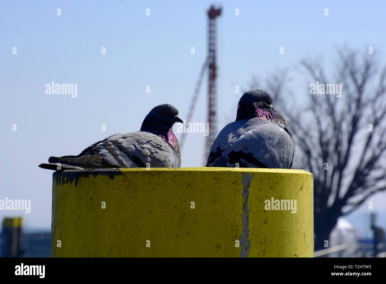 soft focus of doves lies on a post with a harbor in the background at ...