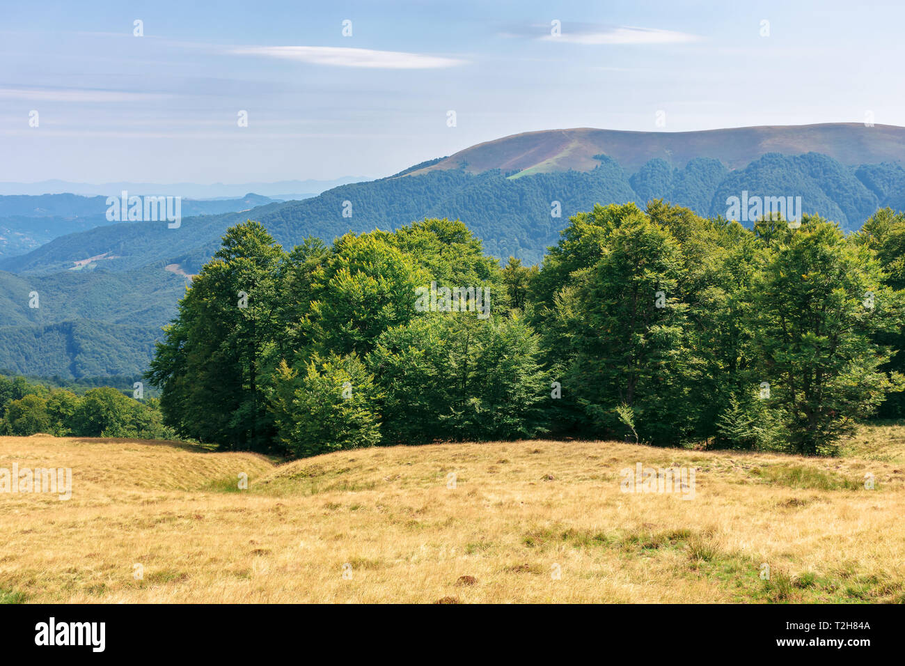primeval beech forest in mountains. meadows in weathered grass. range ...