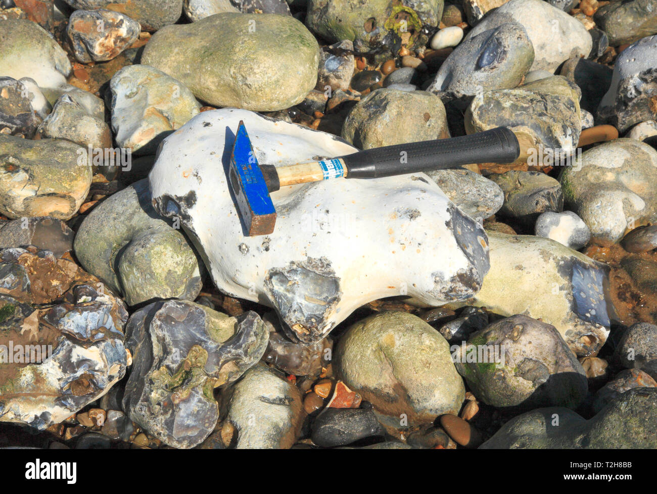 Fossils on the beach hi-res stock photography and images - Alamy