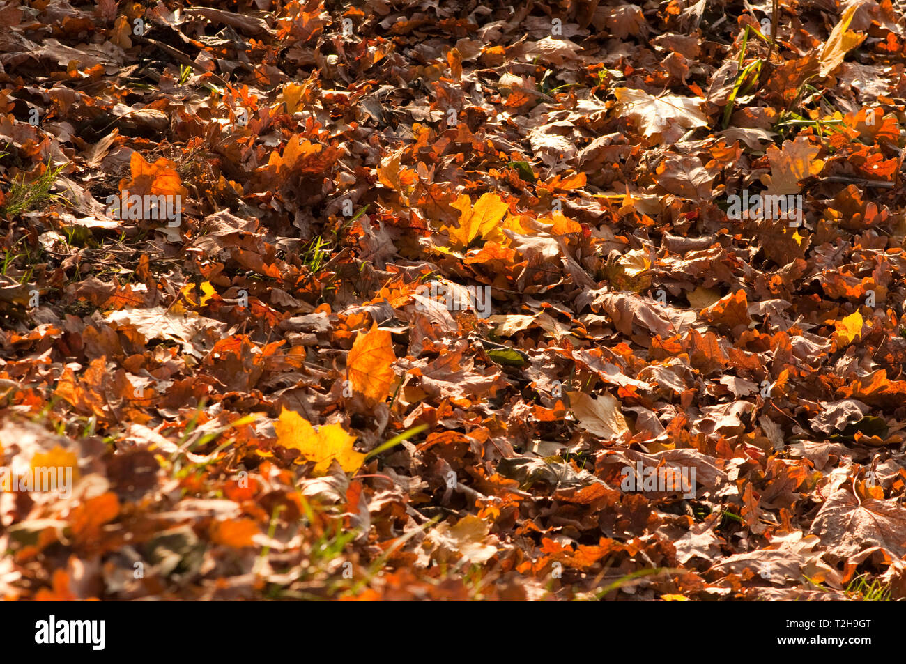 High resolution image. Autumn leaves have fallen from a tree Stock ...