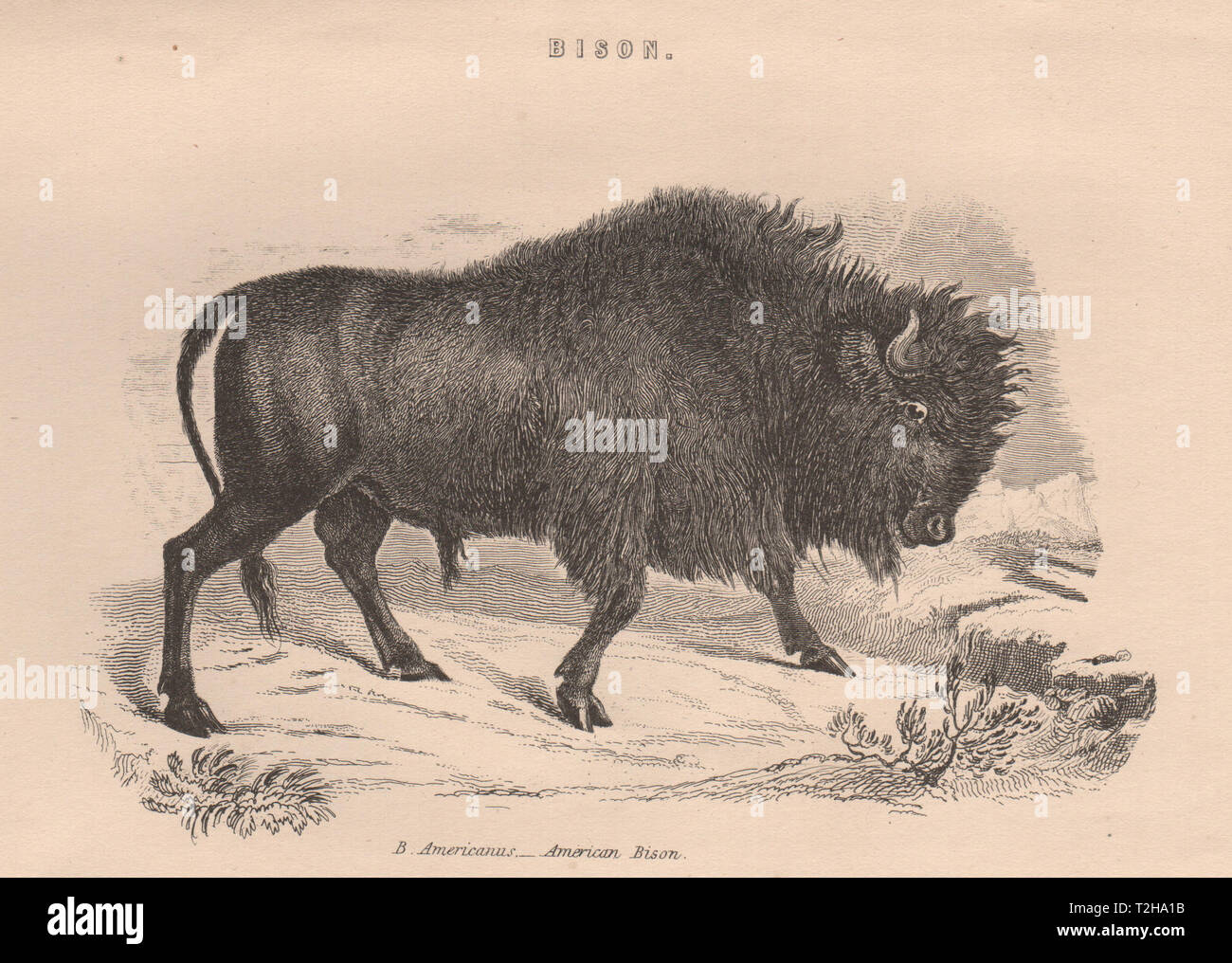American Bison 1880 old antique vintage print picture Stock Photo - Alamy
