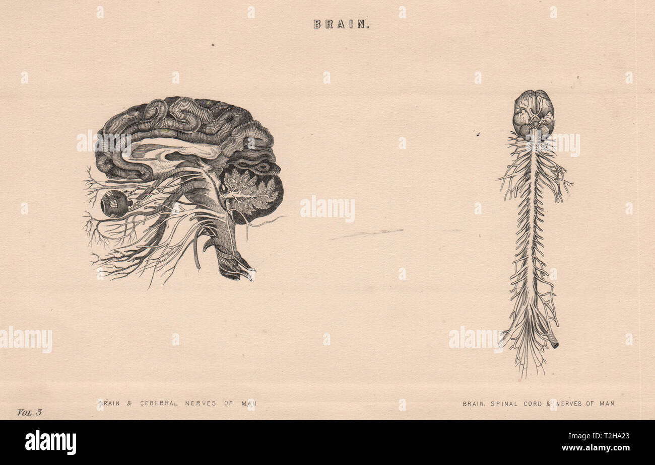 HUMAN BRAIN. Brain & Cerebral Nerves. Spinal Cord & Nerves 1880 old ...